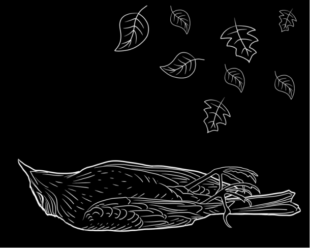 Birds Falling from The Sky by The Hundreds of Thousands? - coreysdigs.com