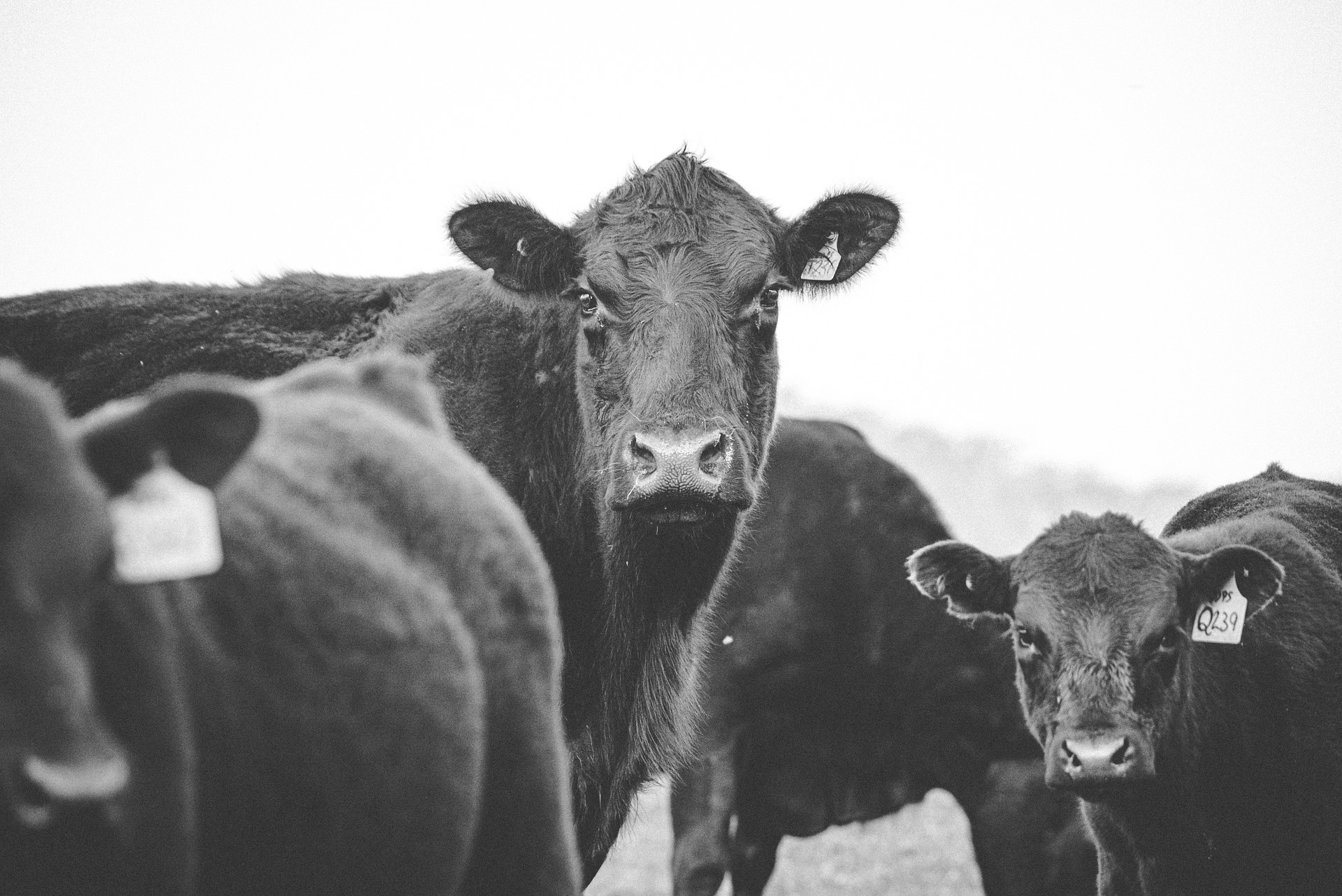 USDA Hitting Food Supply Chain with Cattle Surveillance & A Level-4 ...