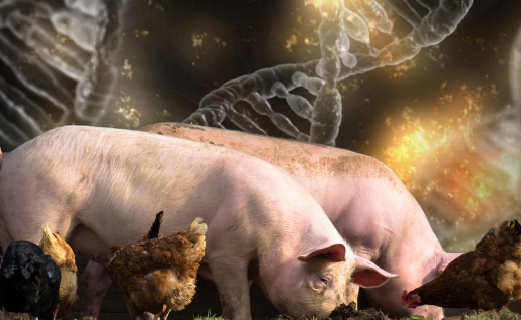 10 Things You Need to Know About DNA & RNA Vaccines for Livestock ...