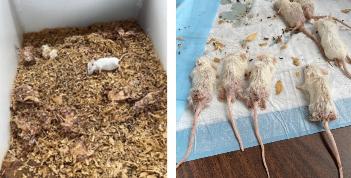 COVERUP: As Secret Chinese Biolab in California Posed National Security ...